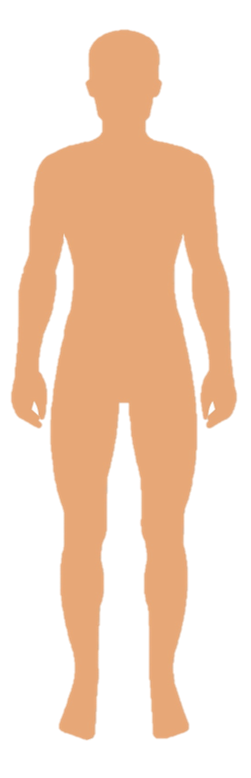 Body Parts - Vocabulary Building